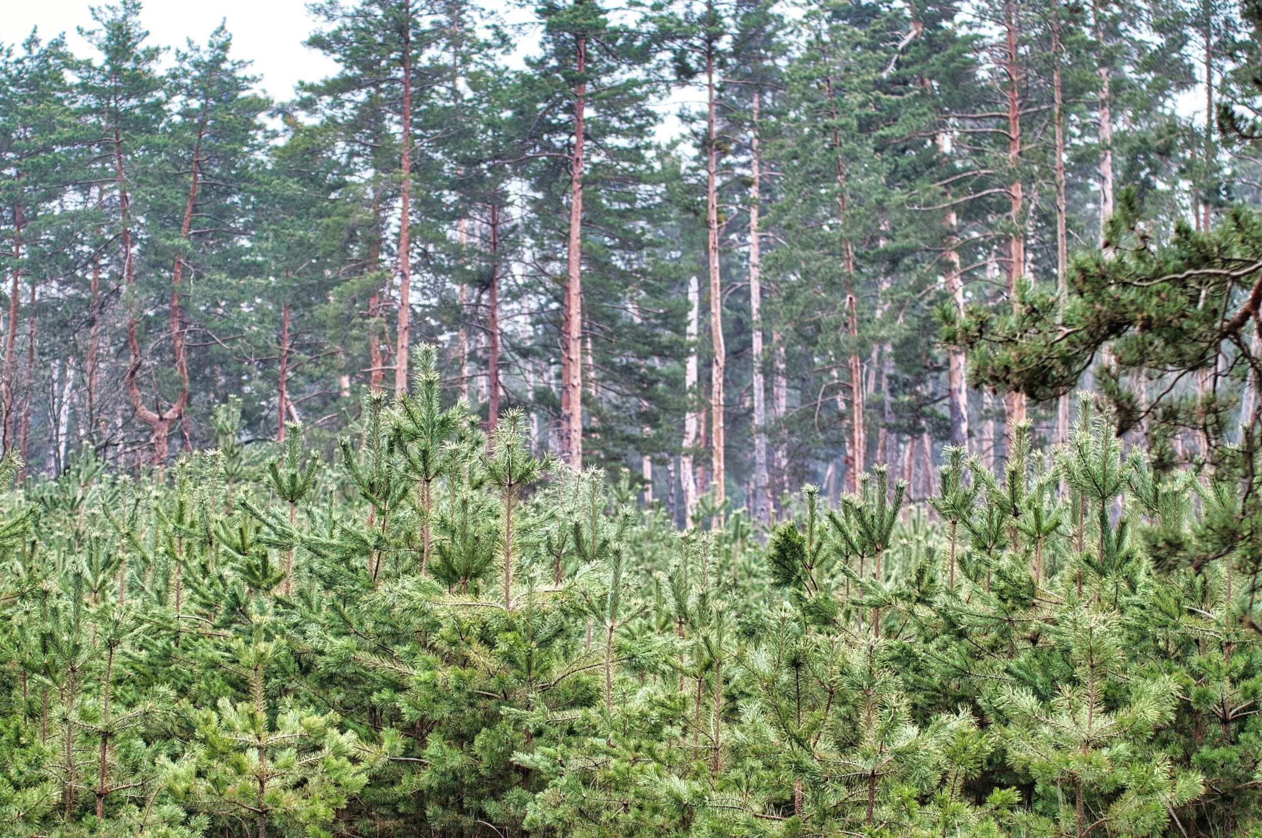 Forestry News — California Licensed Foresters Association