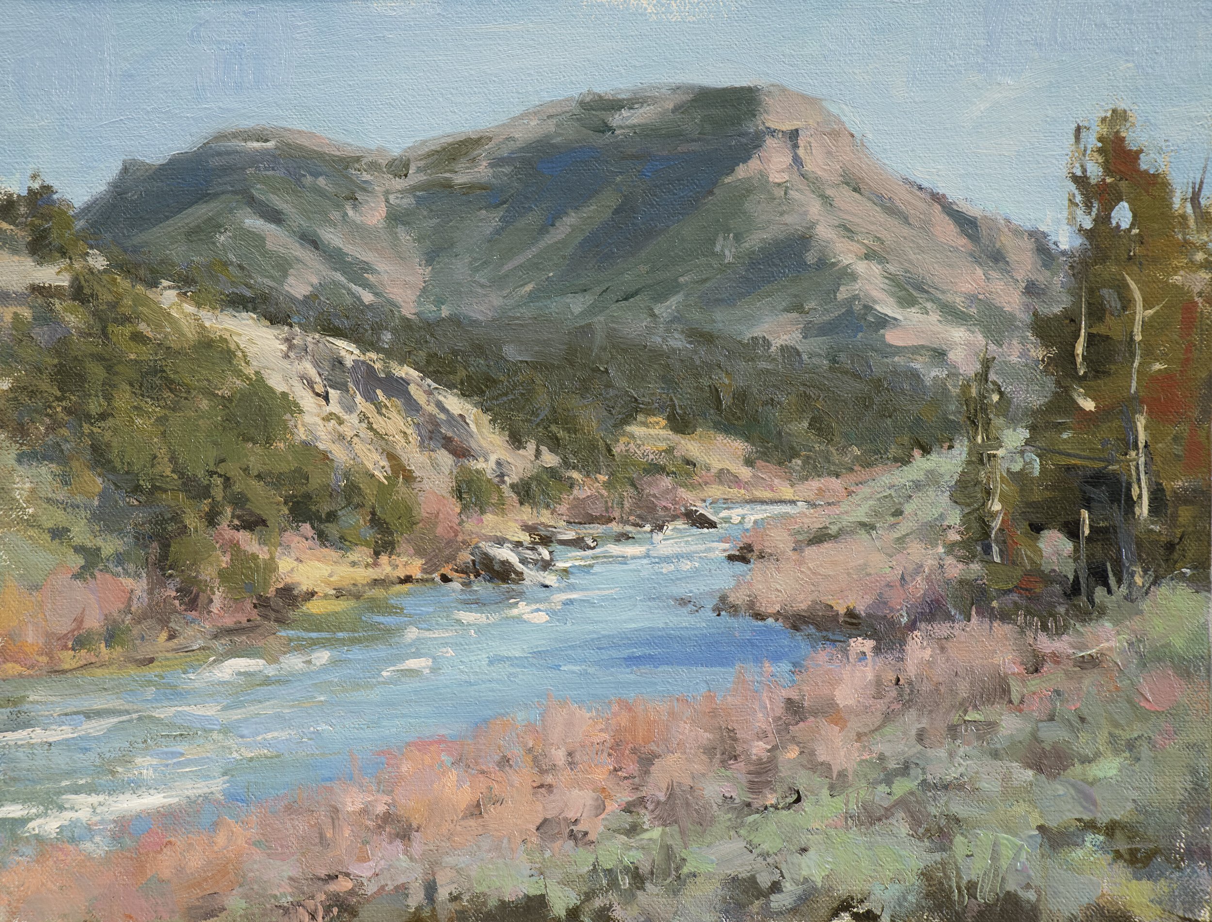 Paintings — Barbara Coleman OPA