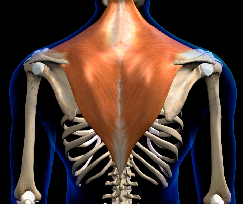 Trapezius