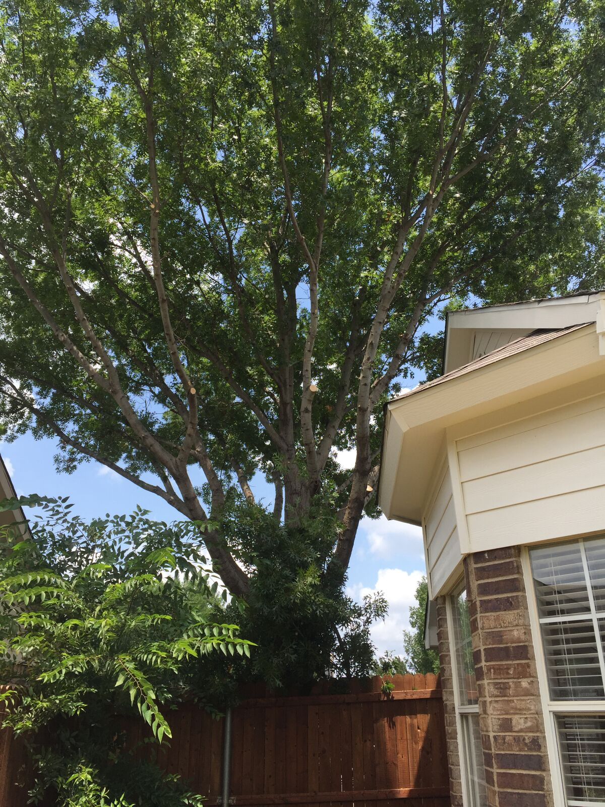 Project Modern Farmhouse: Landscaping & Tree Trimming — Jackie James