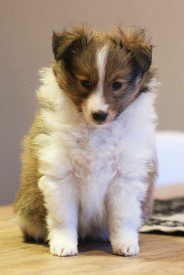 Chesslike Glamour Girl — Chesslike