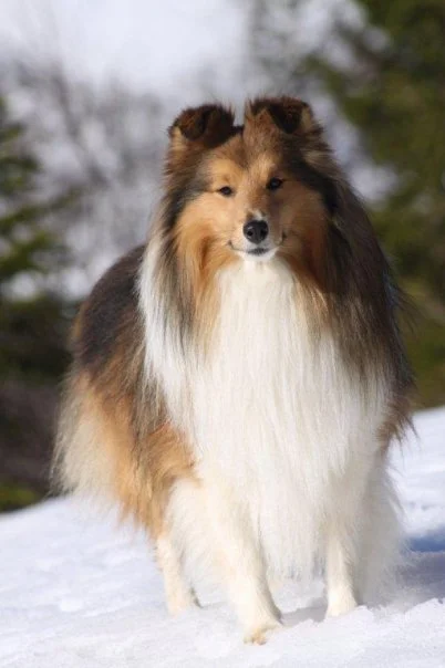 Anakin Skywalker Jedi De Mayerling — Chesslike