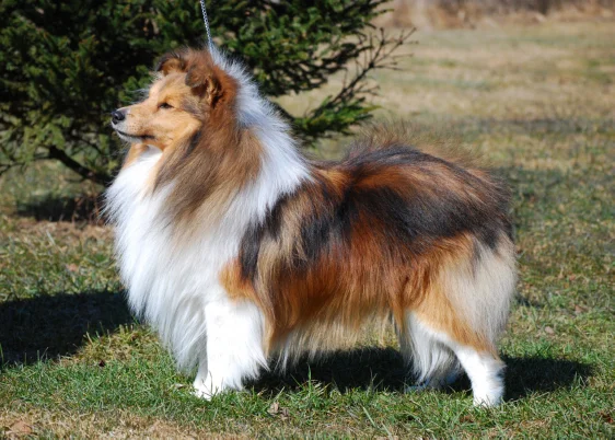 Anakin Skywalker Jedi De Mayerling — Chesslike