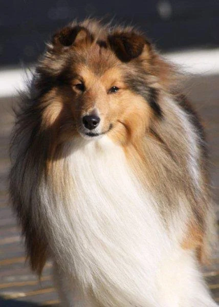 Anakin Skywalker Jedi De Mayerling — Chesslike