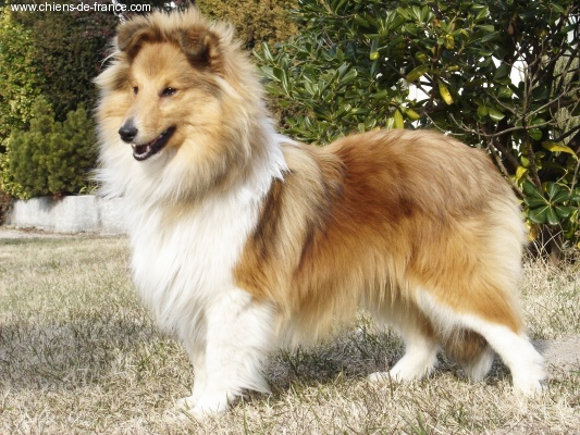 Anakin Skywalker Jedi De Mayerling — Chesslike