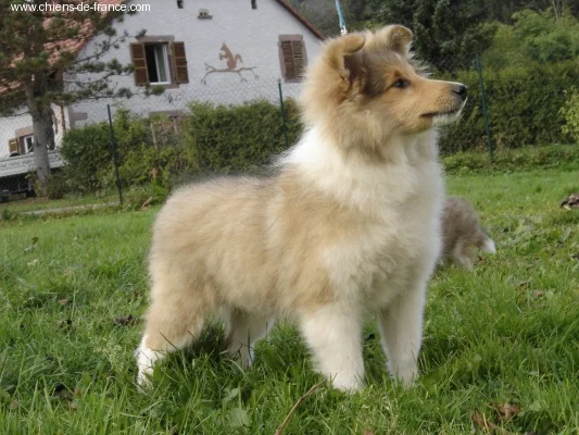 Anakin Skywalker Jedi De Mayerling — Chesslike