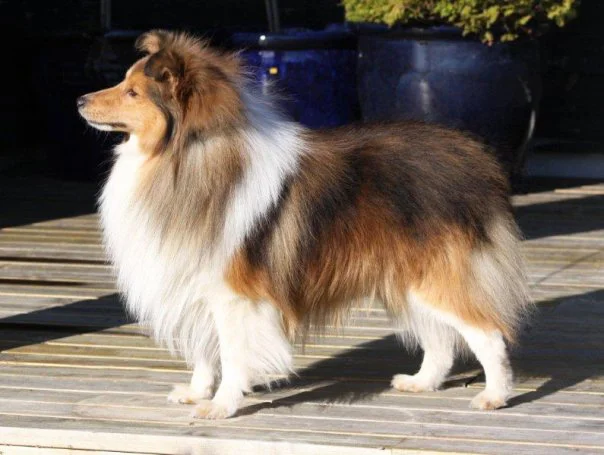 Anakin Skywalker Jedi De Mayerling — Chesslike