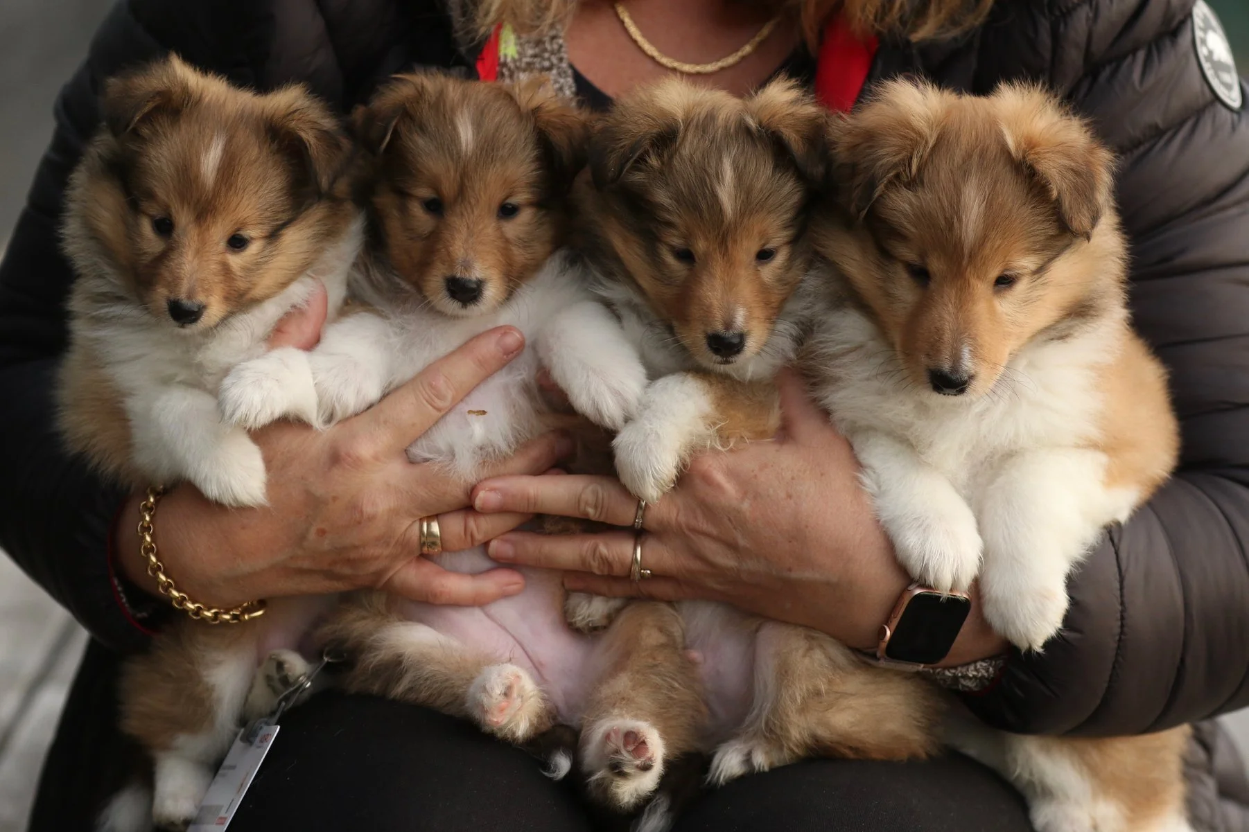 Chesslike P litter — Chesslike