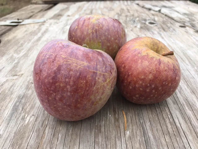 Blue Pearmain Apple