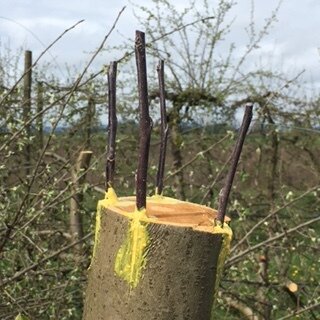 Information to help you graft your own apple trees. Help for making ...