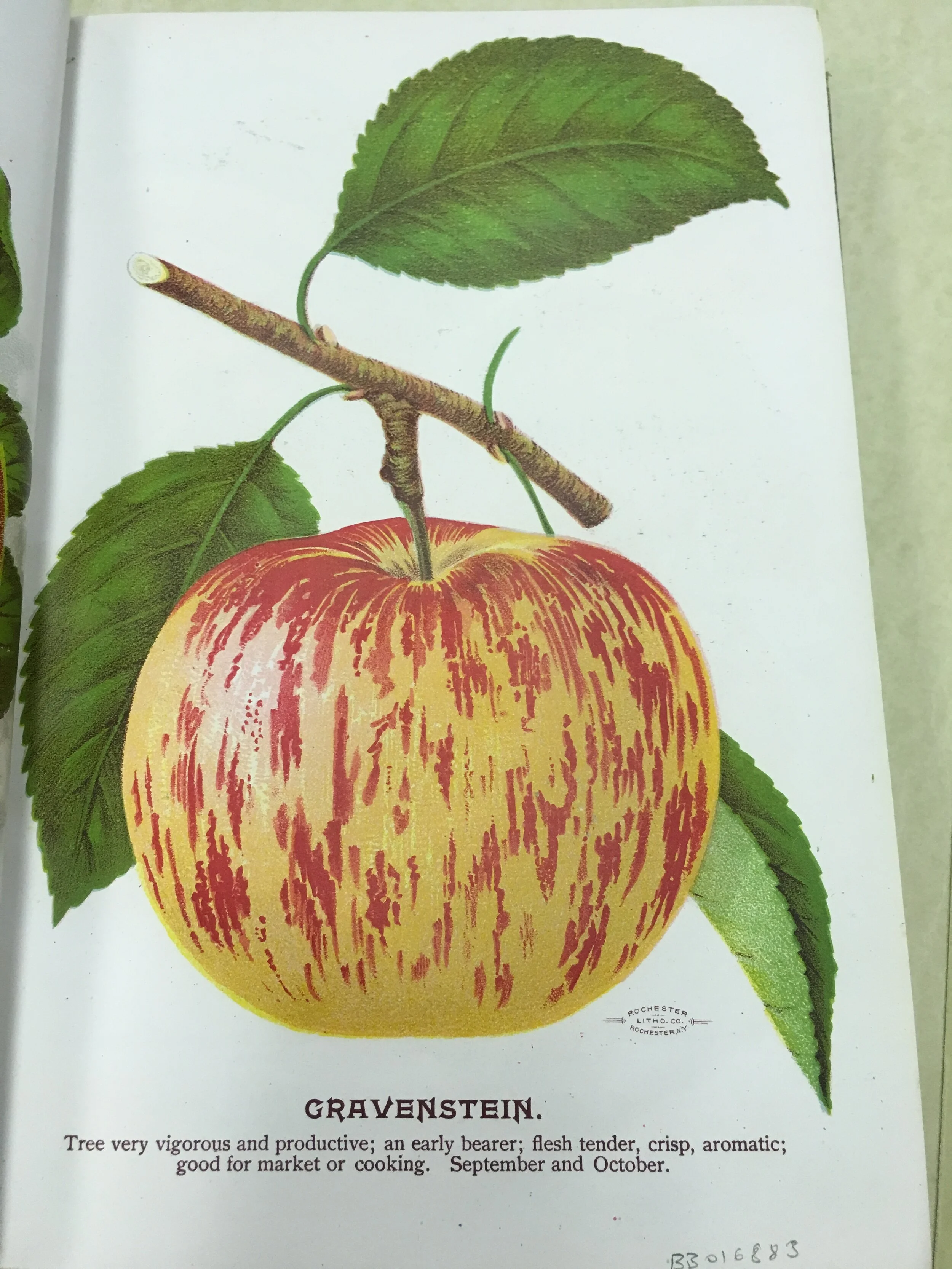 Choosing Apple Varieties — Queener Farm