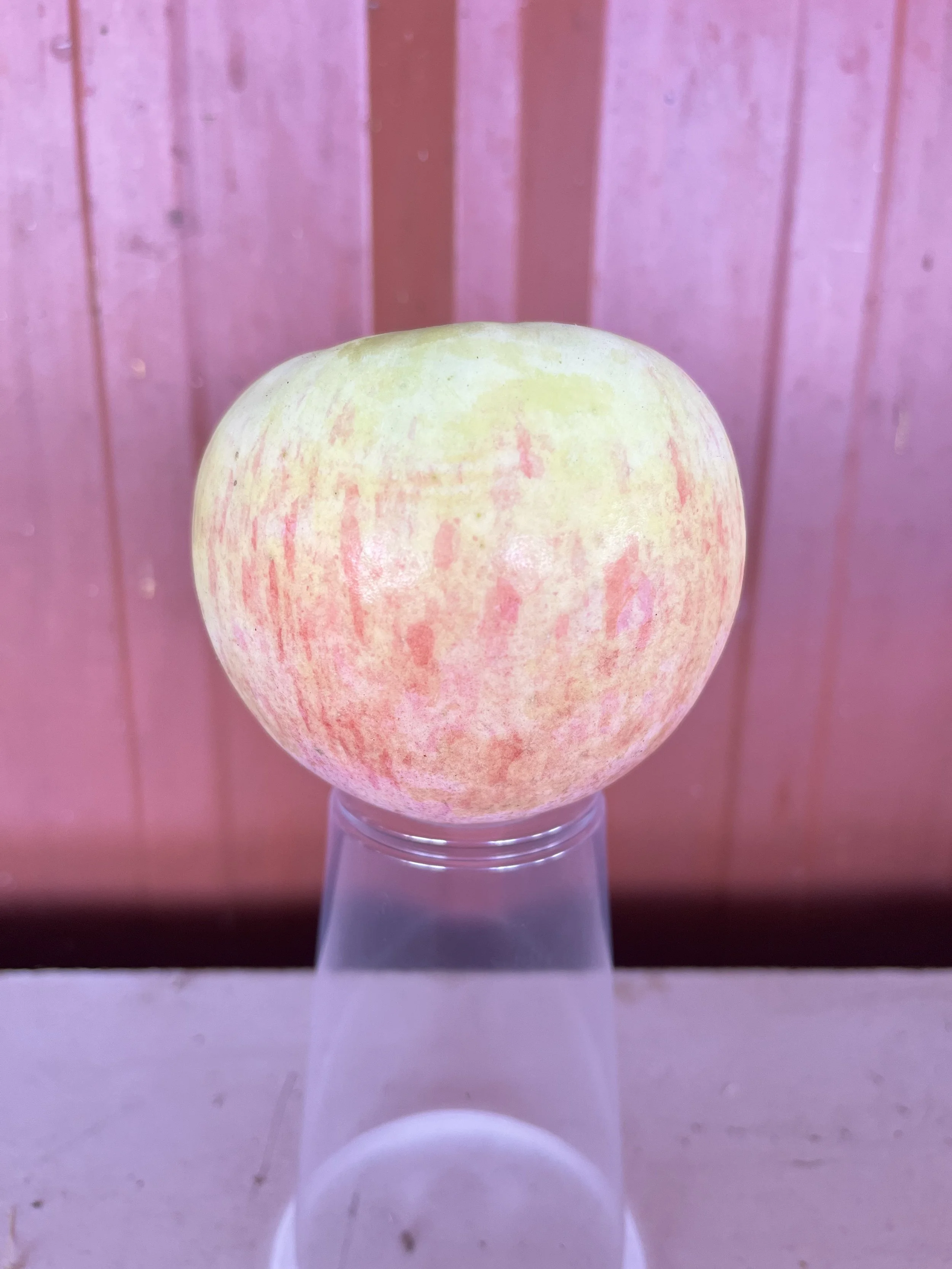 Reverend W. Wilks Apple Scionwood — Queener Farm