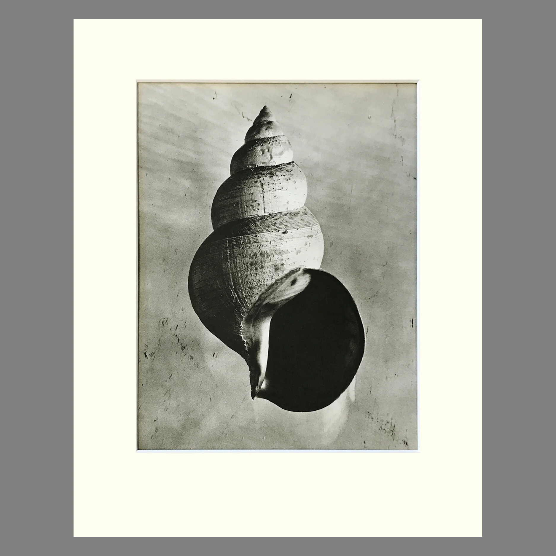 SHELL PHOTOGRAVURES — Dallas A. Saunders Studio