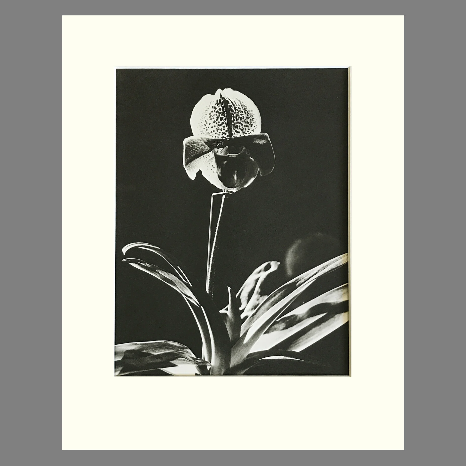 ORCHID PHOTOGRAVURES — Dallas A. Saunders Studio