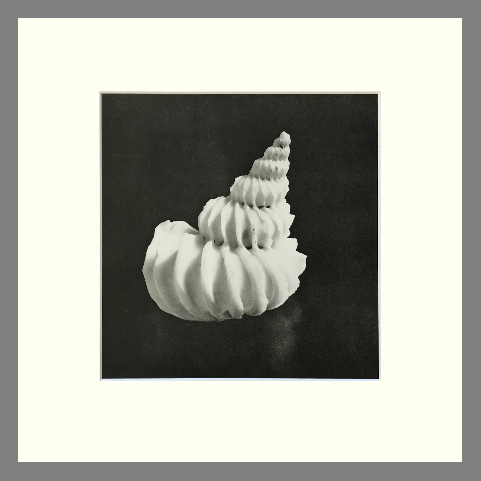 SHELL PHOTOGRAVURES — Dallas A. Saunders Studio
