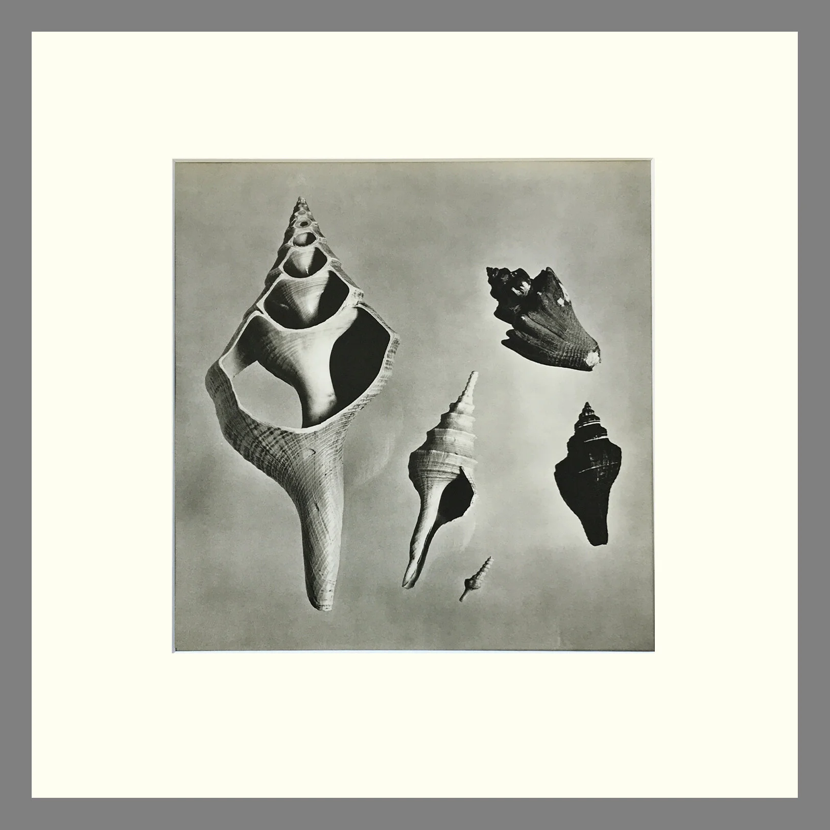 SHELL PHOTOGRAVURES — Dallas A. Saunders Studio