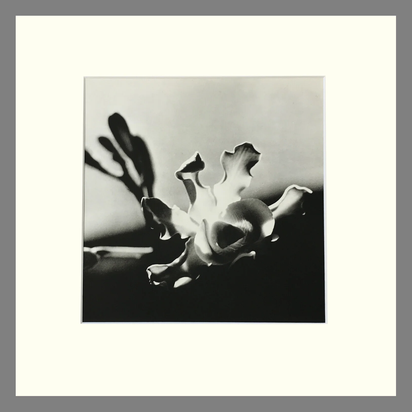 Plate 108 Orchid - 16 x 16 — Dallas A. Saunders Studio
