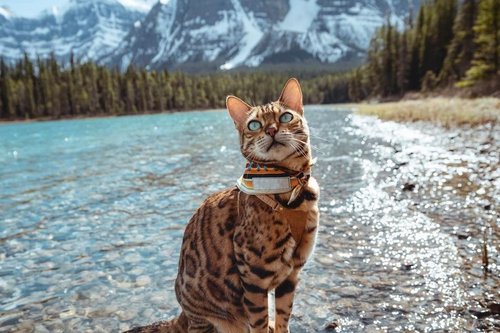 Top 10 Cutest Cat Instagram Accounts to Follow | Ministry of Cat | Cat ...