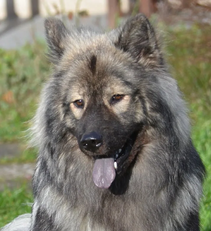 Eurasier Breed Information