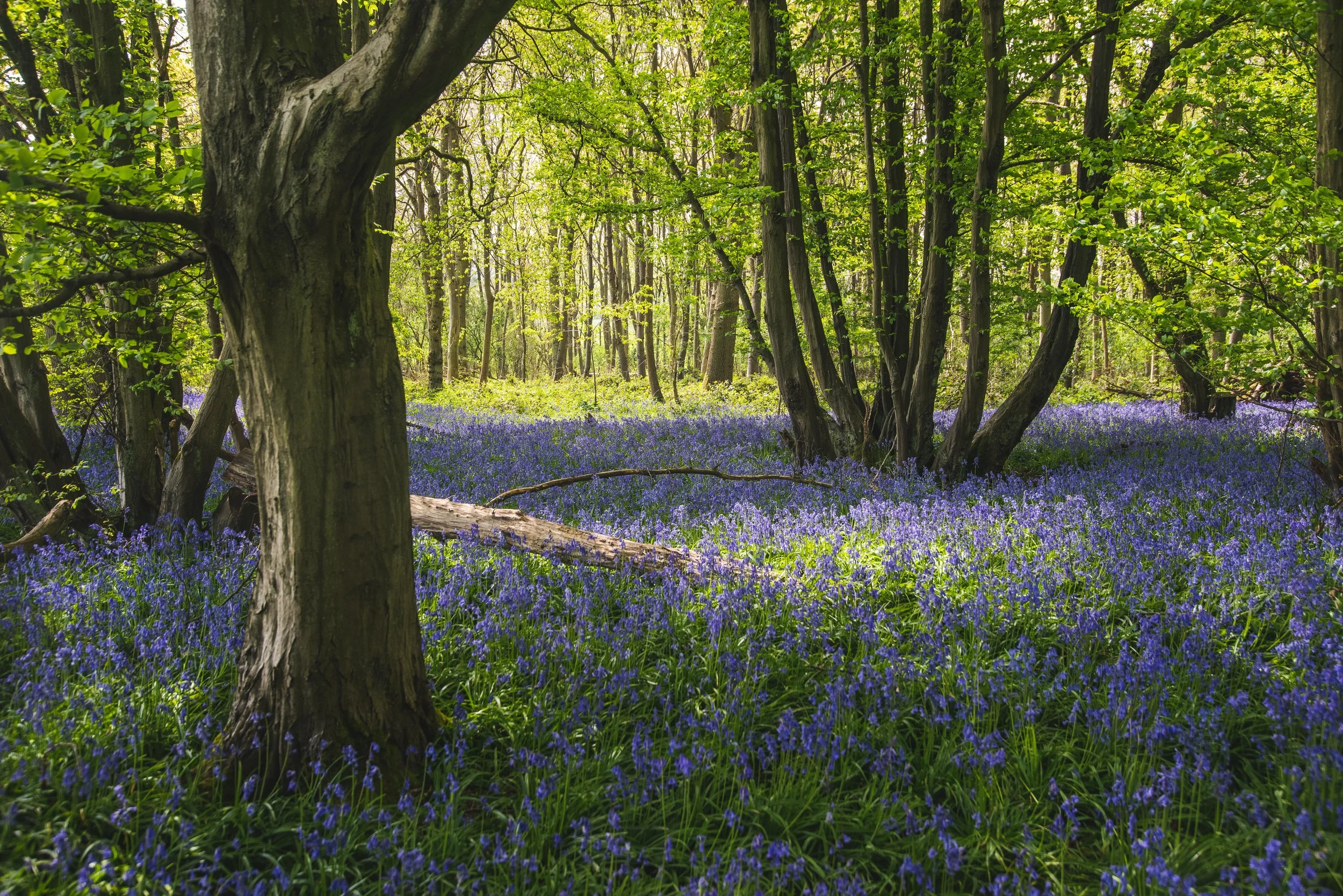Chess River Circular Walk – 11 Mile (17km) — Walk Wild