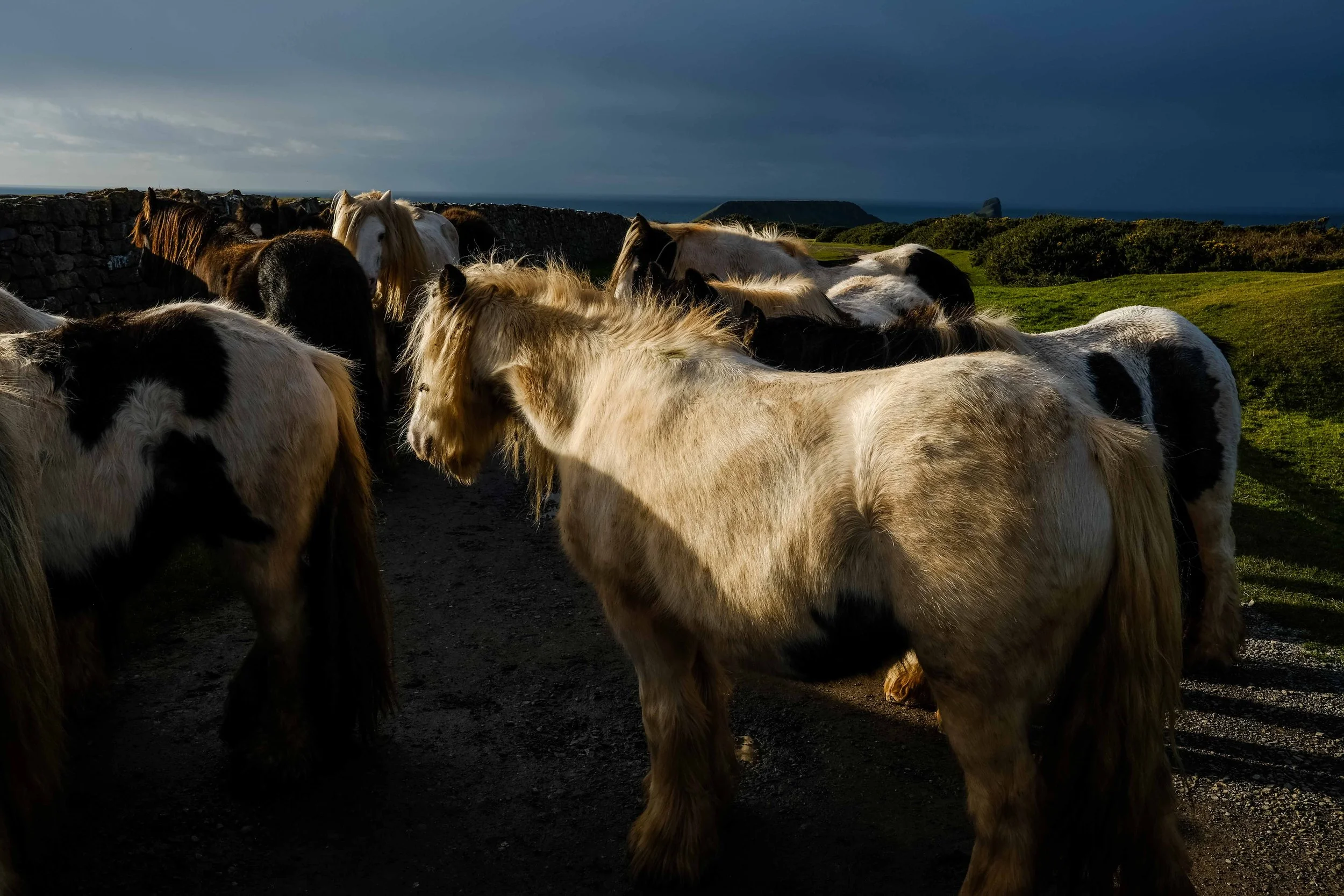 Walking the Gower Peninsula - Walking in Wales — Walk Wild