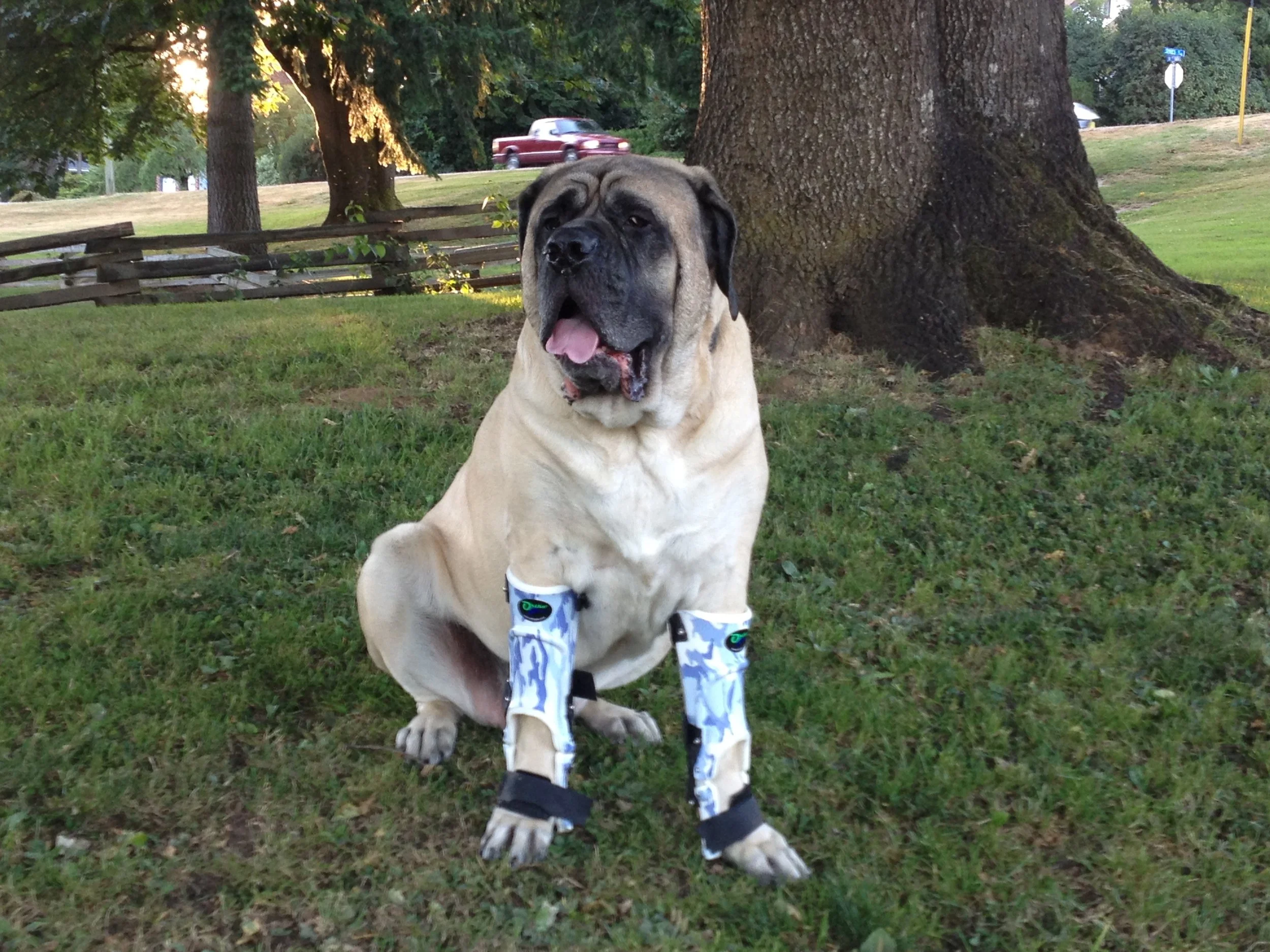 Products — OrthoPets Vancouver: Orthotic and Prosthetic Solutions
