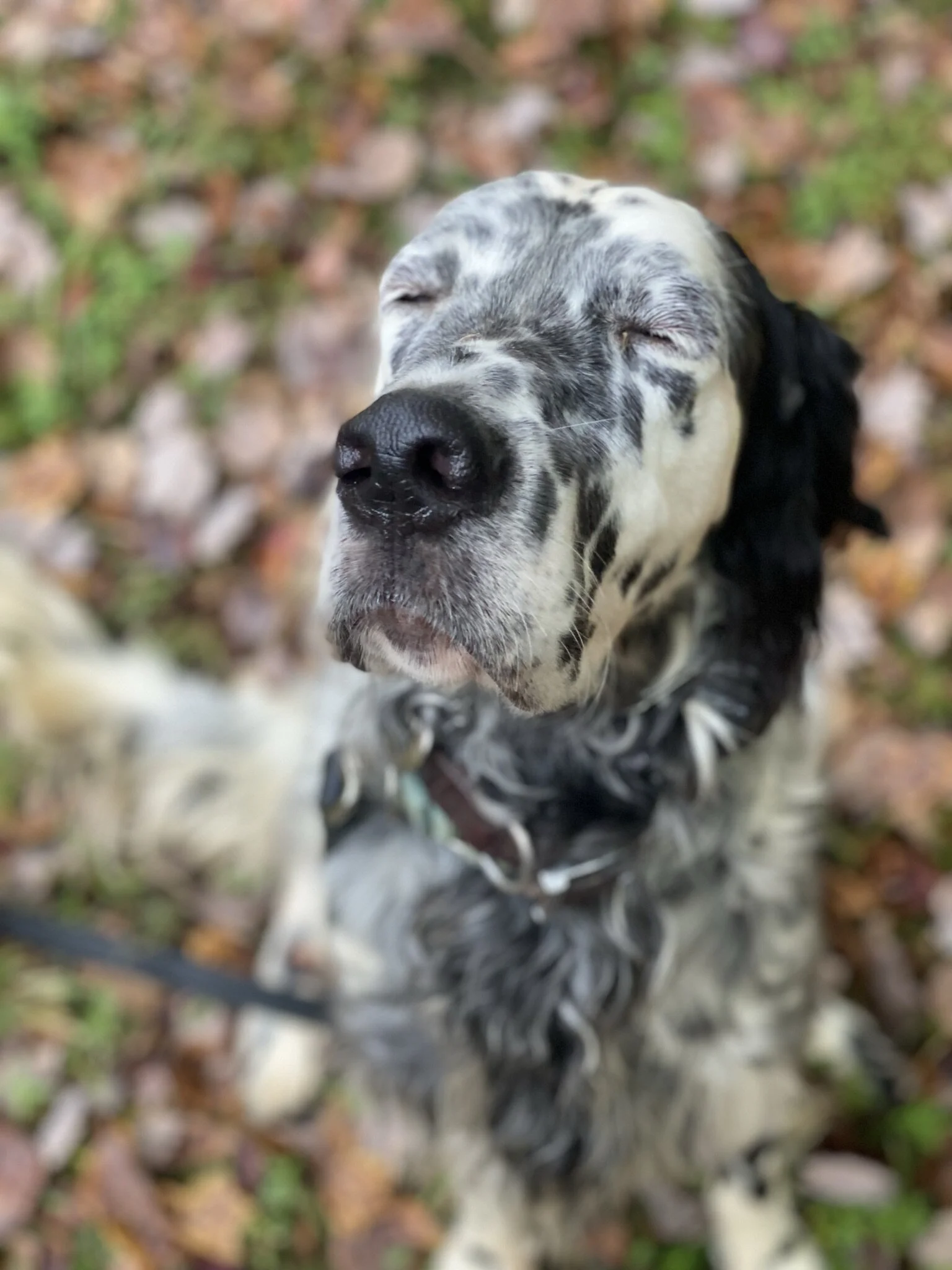 Services — Five Pups