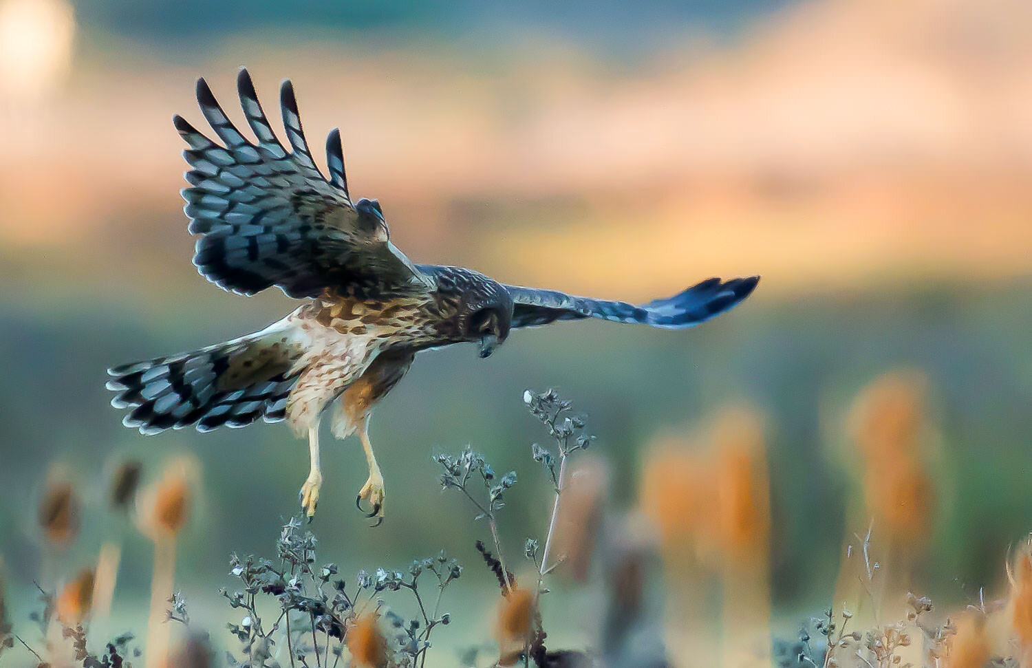 Silver Forest Images-Northern Harriers