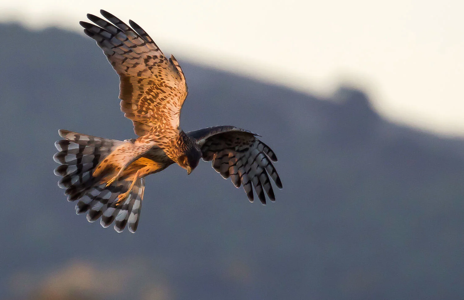 Silver Forest Images-Northern Harriers