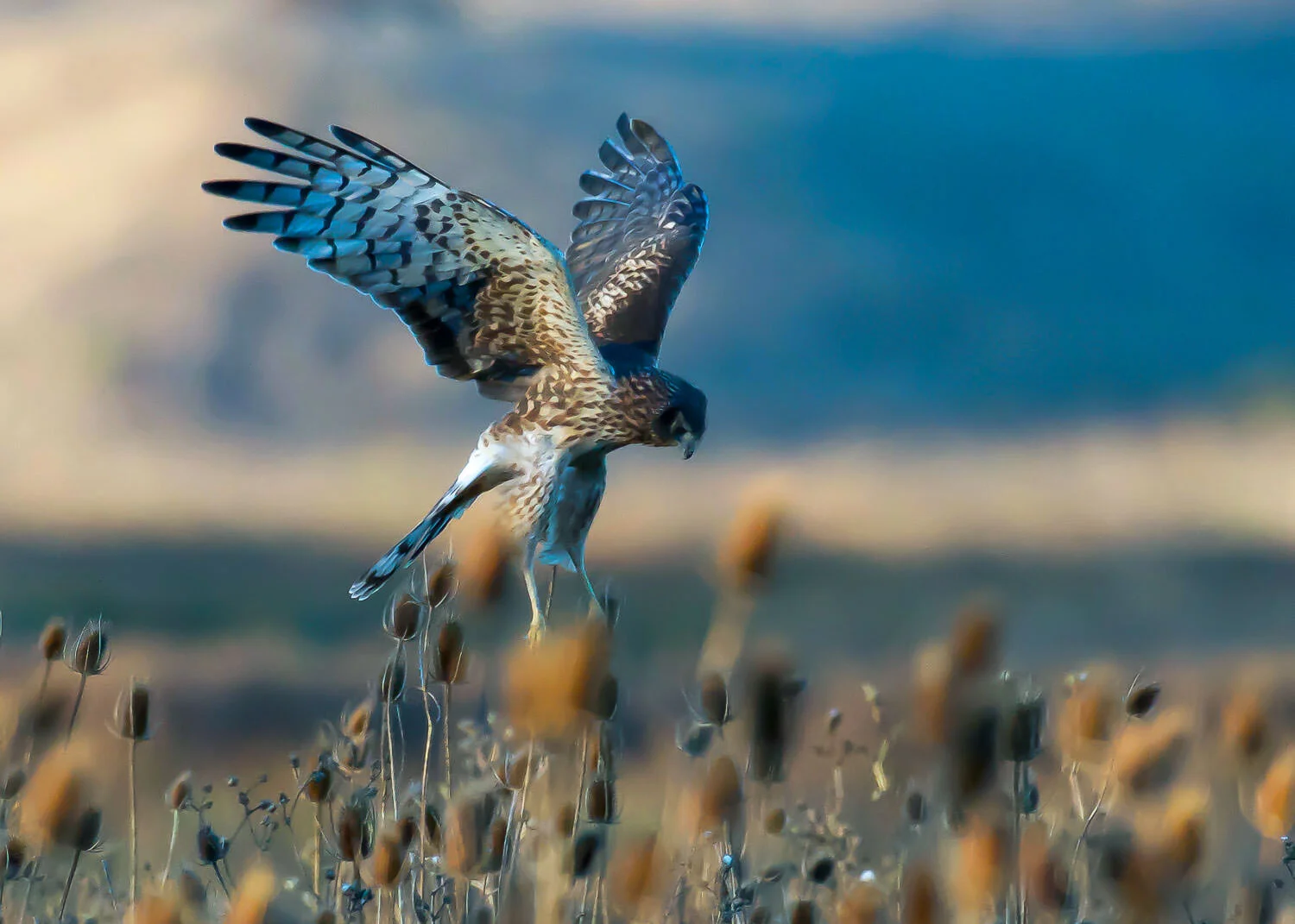 Silver Forest Images-Northern Harriers