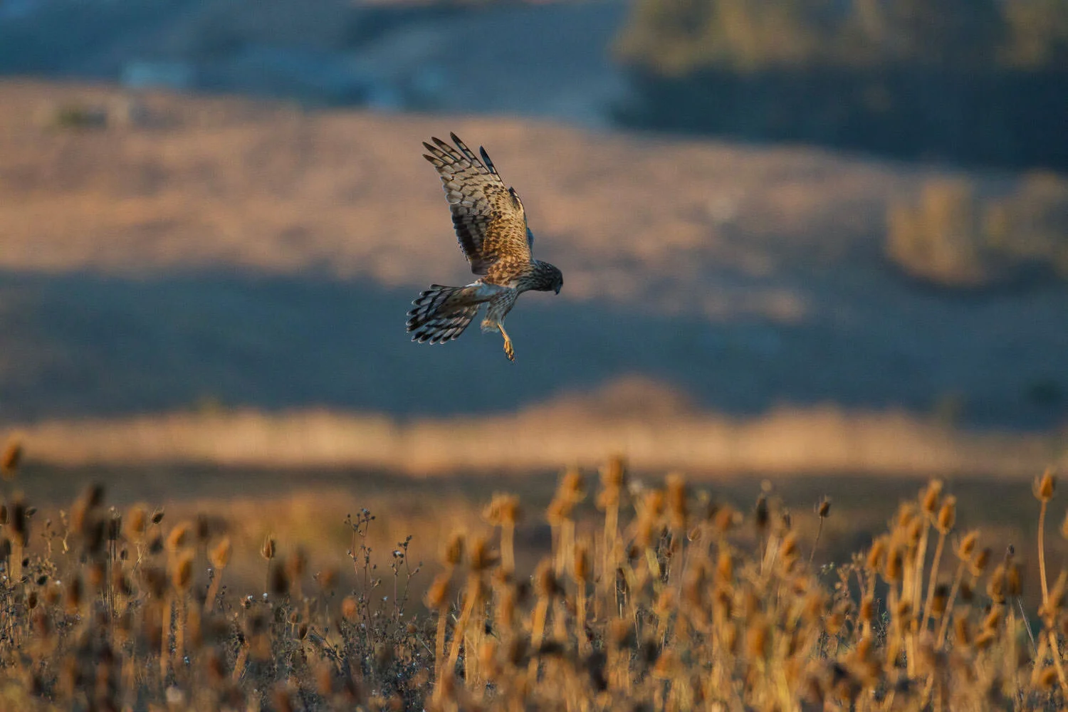 Silver Forest Images-Northern Harriers