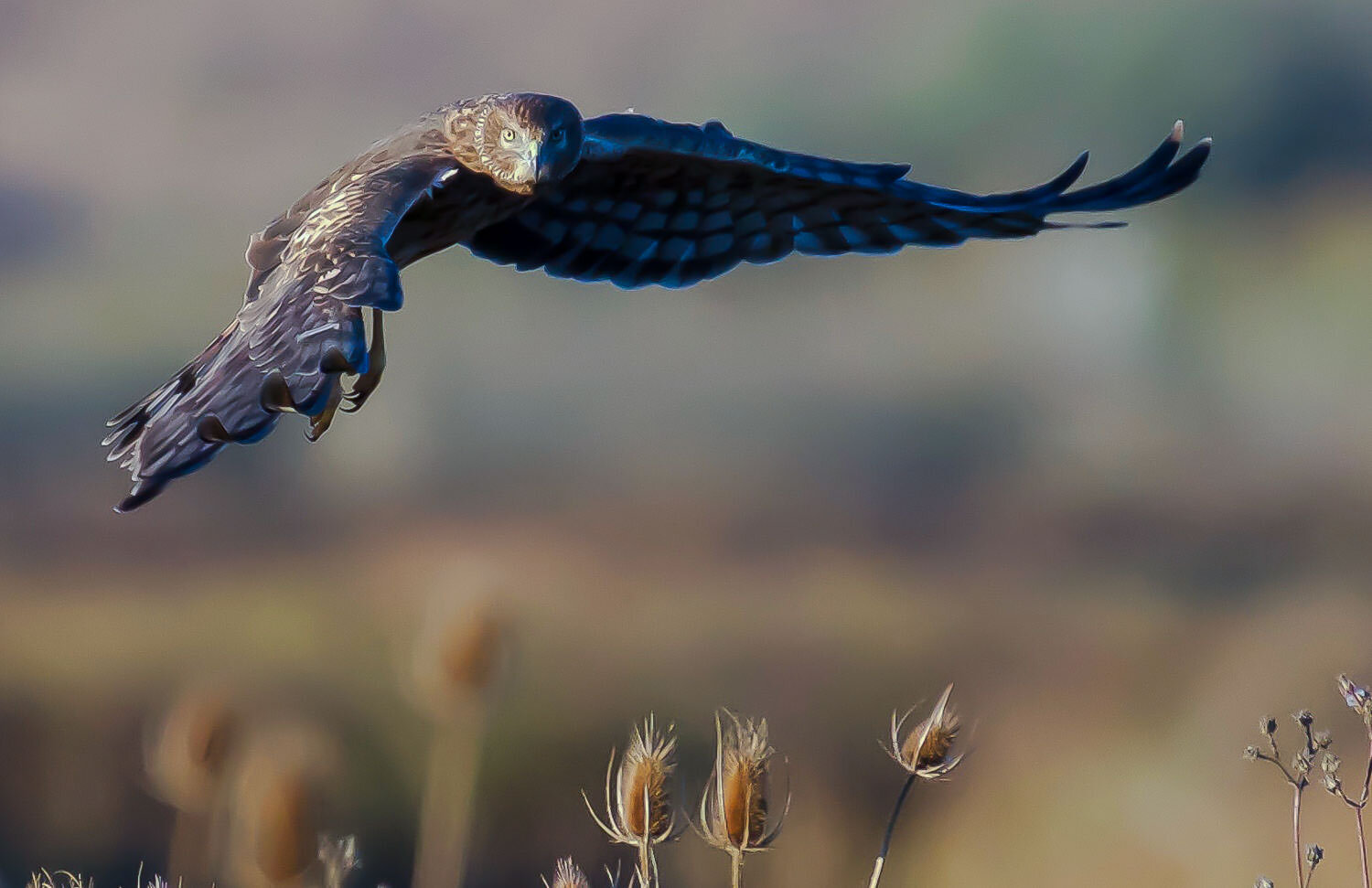 Silver Forest Images-Northern Harriers