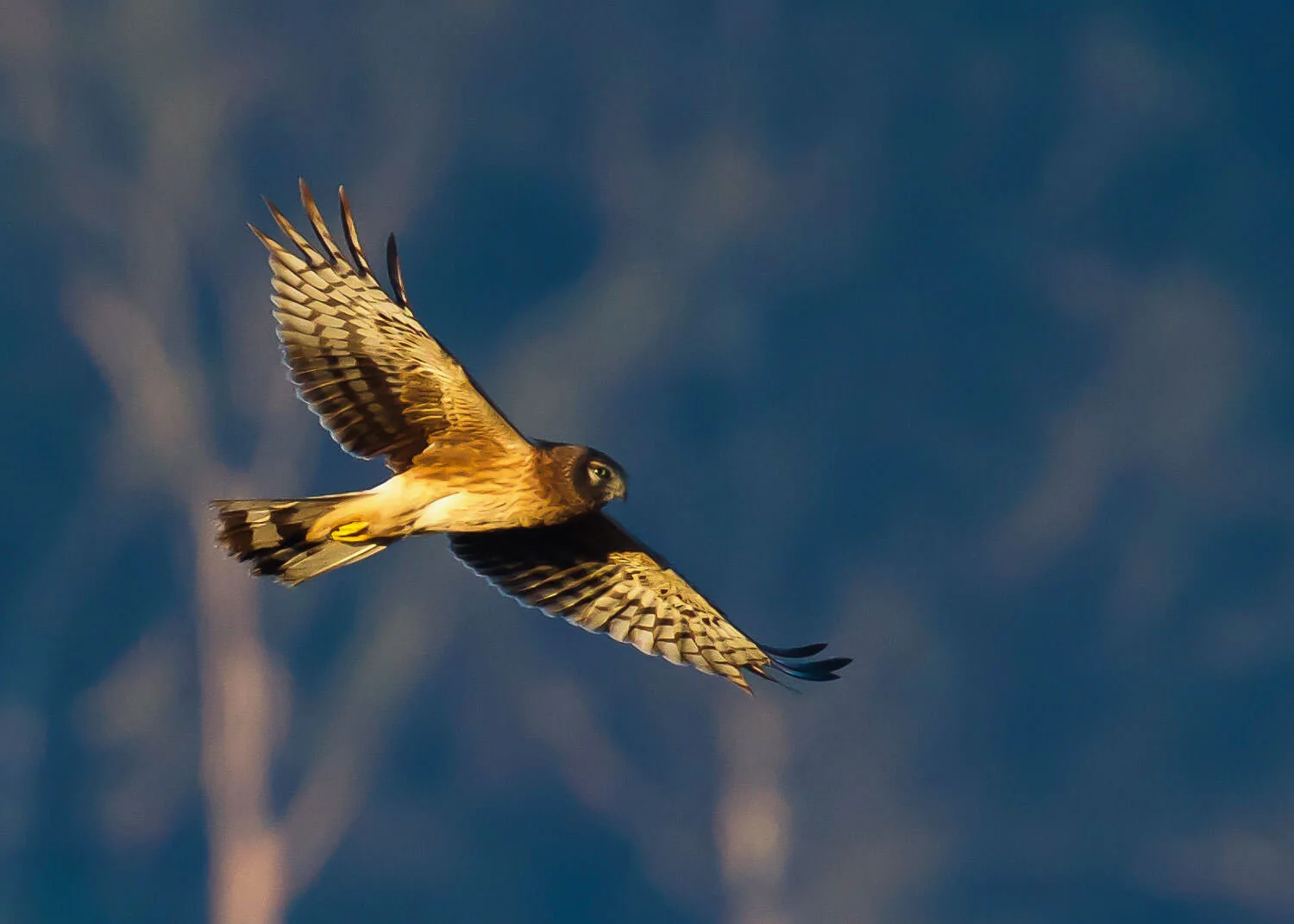 Silver Forest Images-Northern Harriers