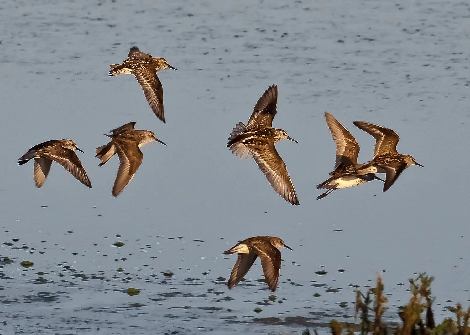 Silver Forest Images-Shorebirds