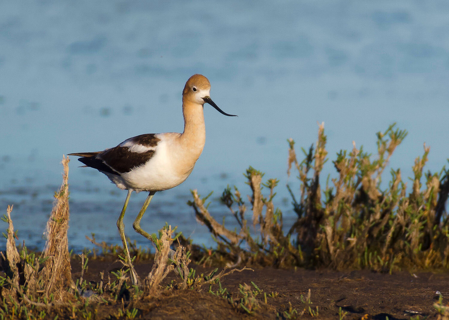 Silver Forest Images-Shorebirds