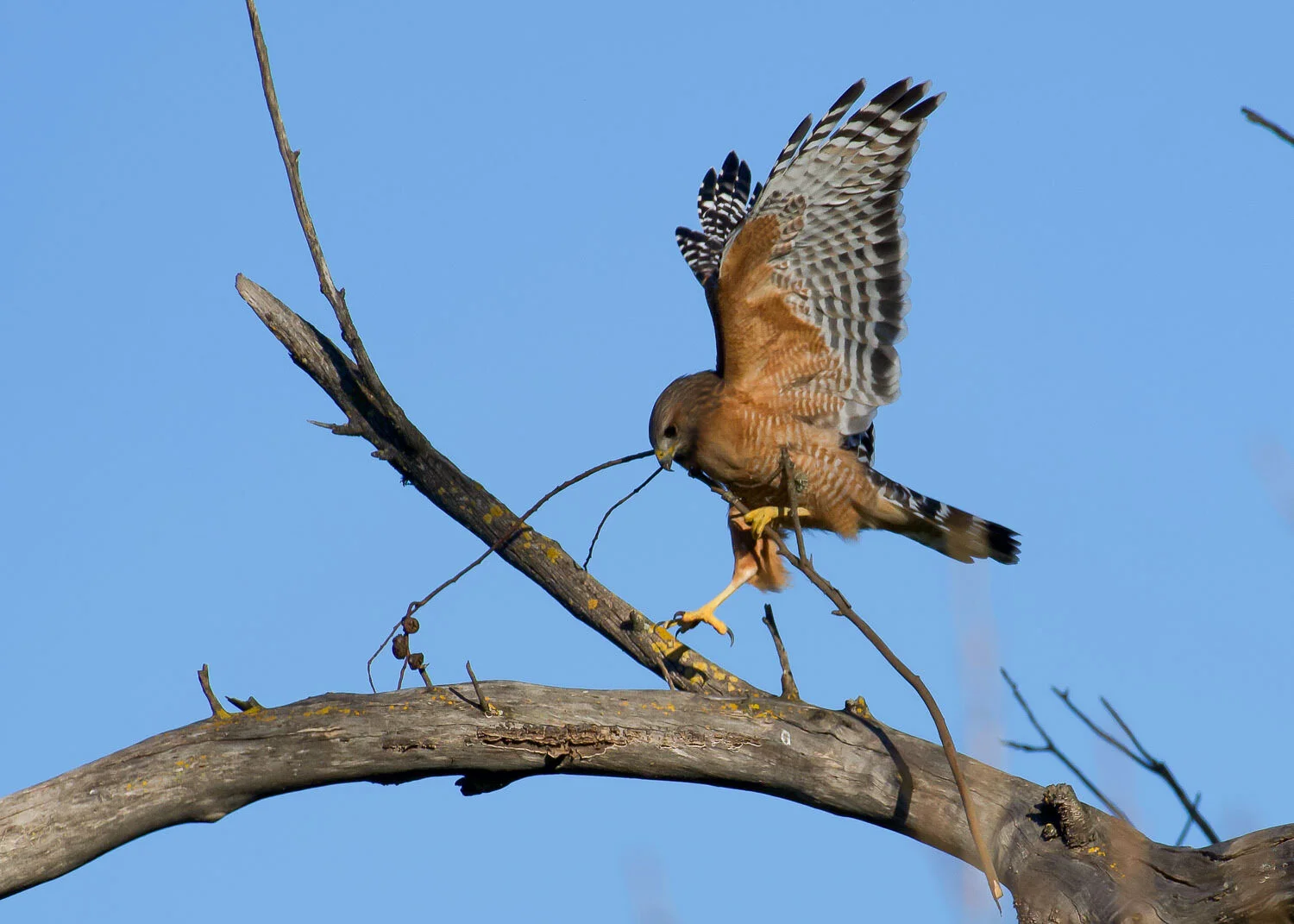 Silver Forest Images-Hawks