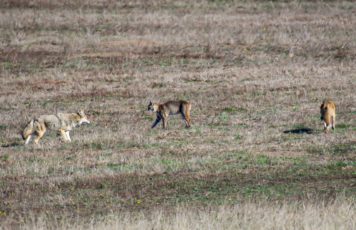 Silver Forest Images-Coyotes