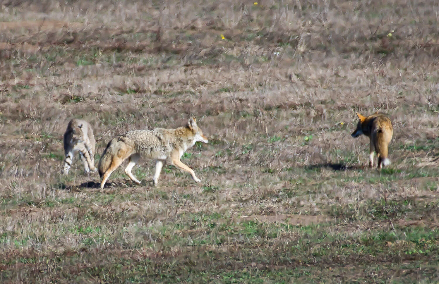 Silver Forest Images-Coyotes