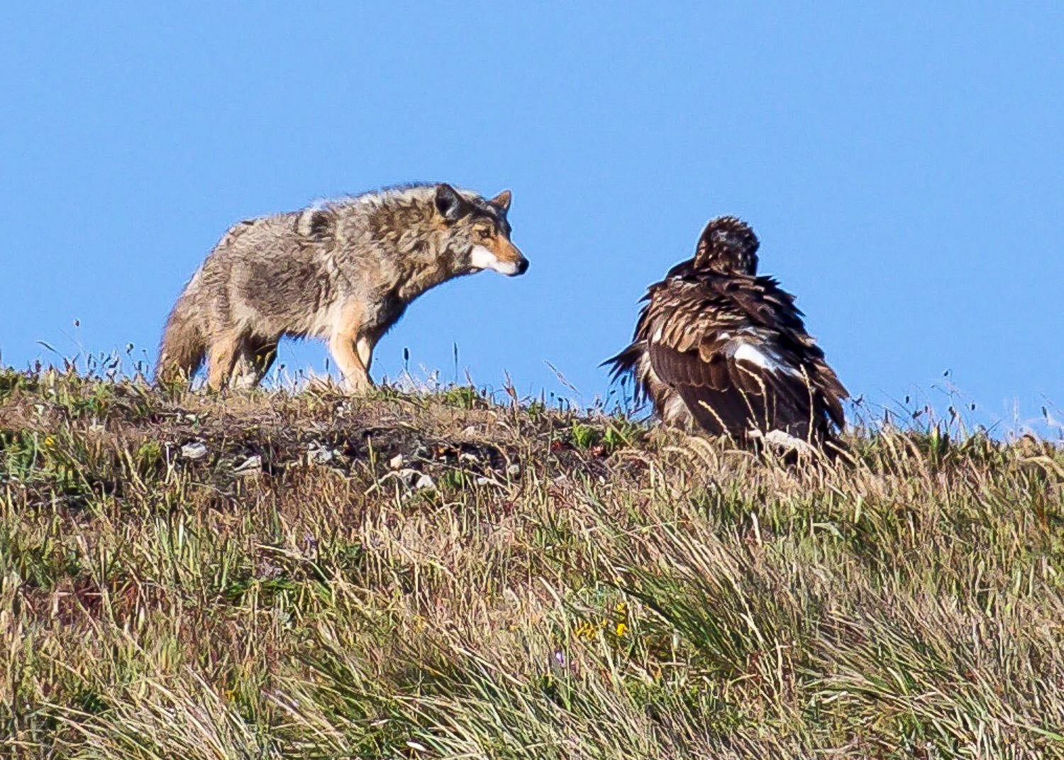 Golden Eagle Attacks Wolf