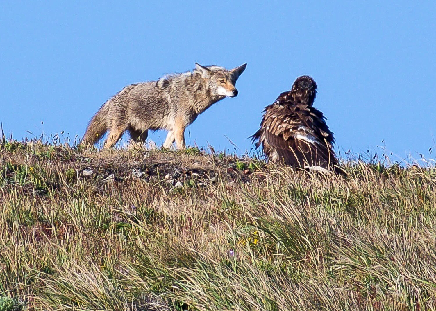 Silver Forest Images-Eagles