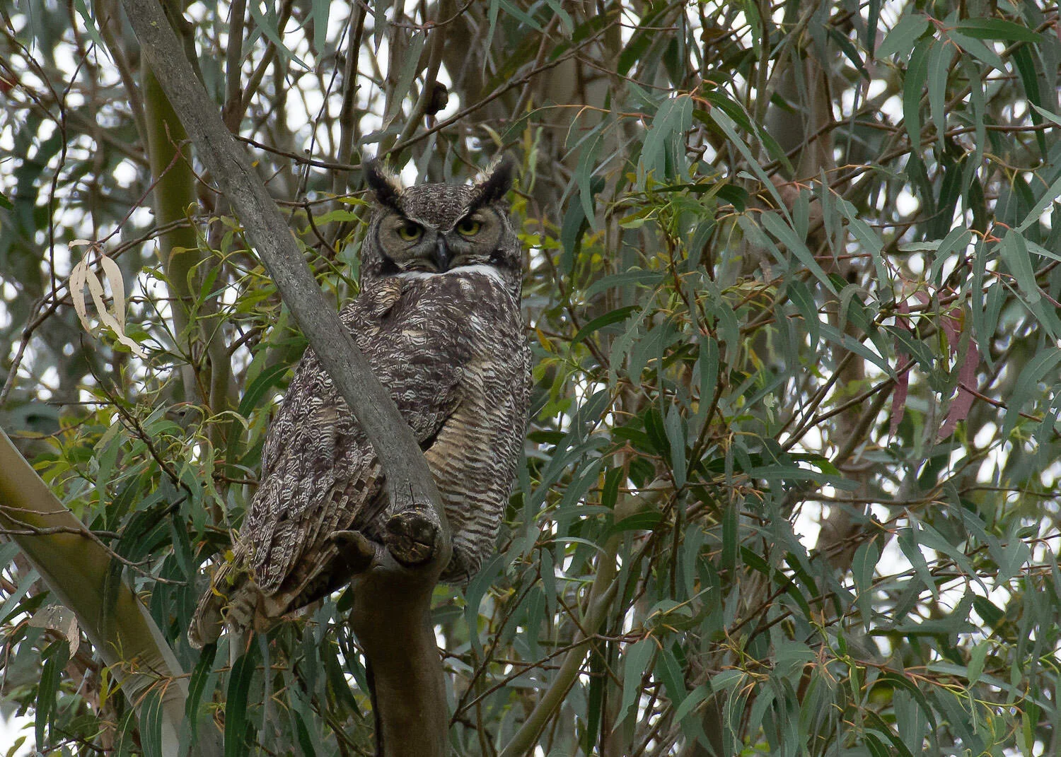 Silver Forest Images-the owlery