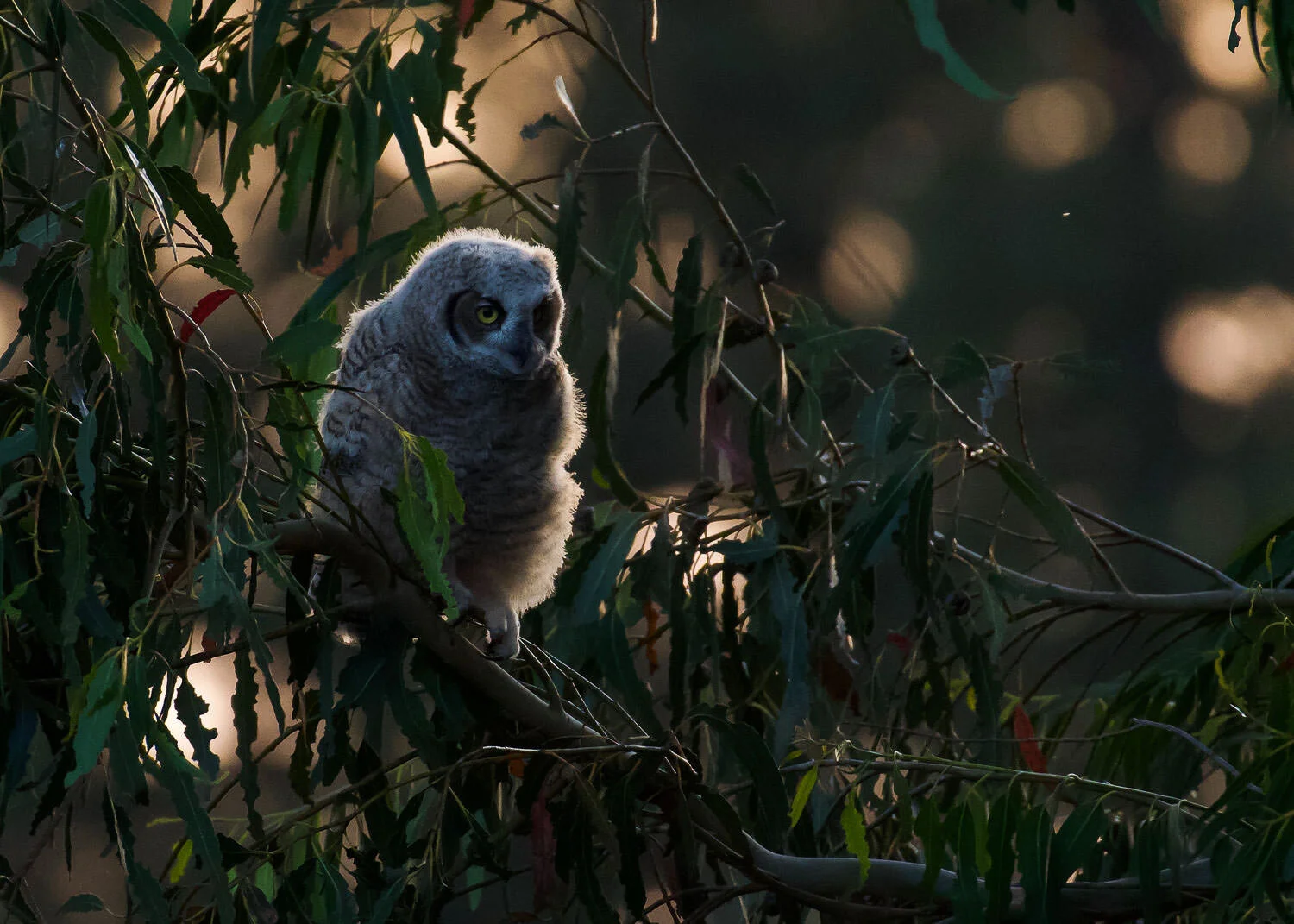 Silver Forest Images-the owlery
