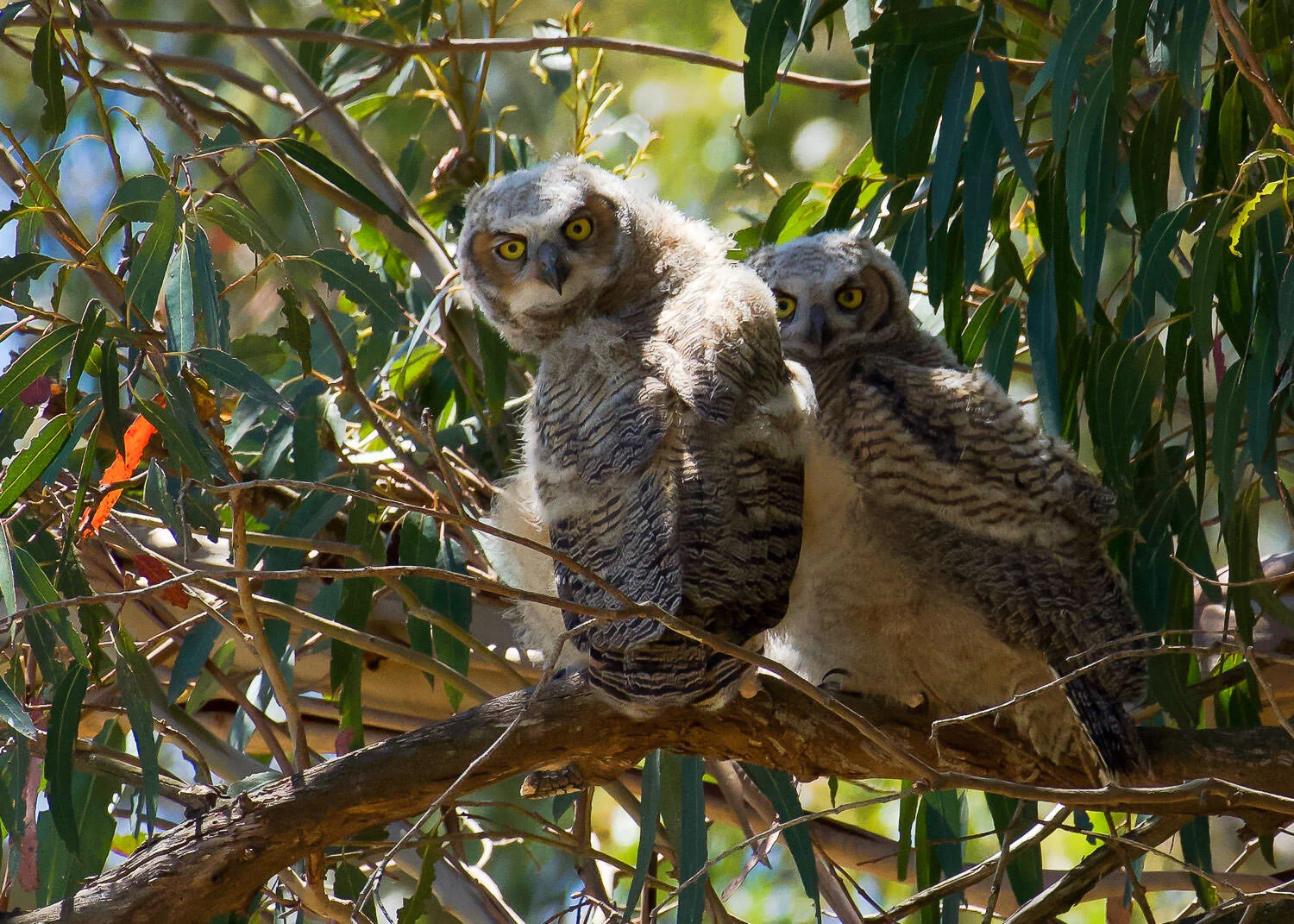 Silver Forest Images-the owlery