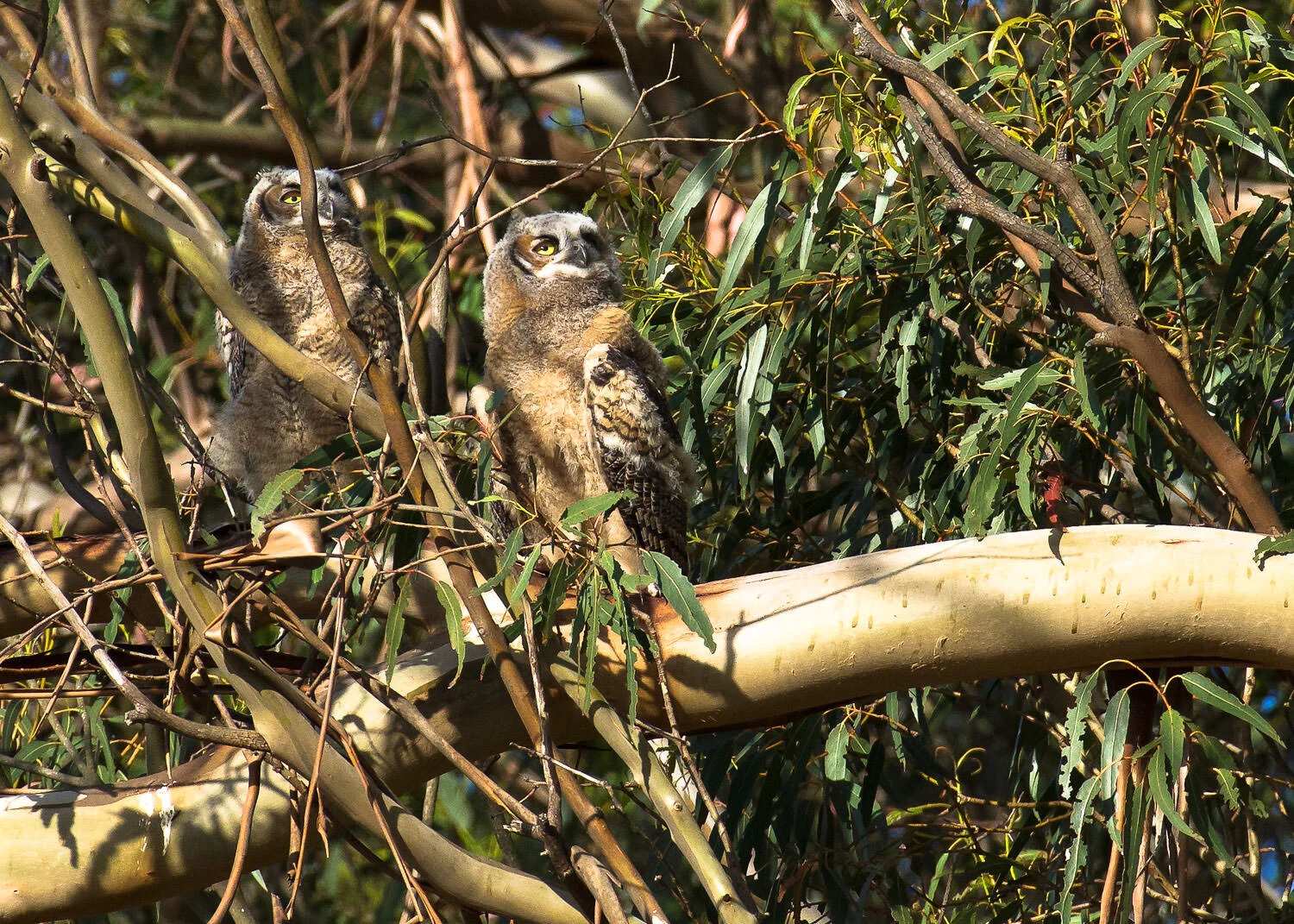 Silver Forest Images-the owlery