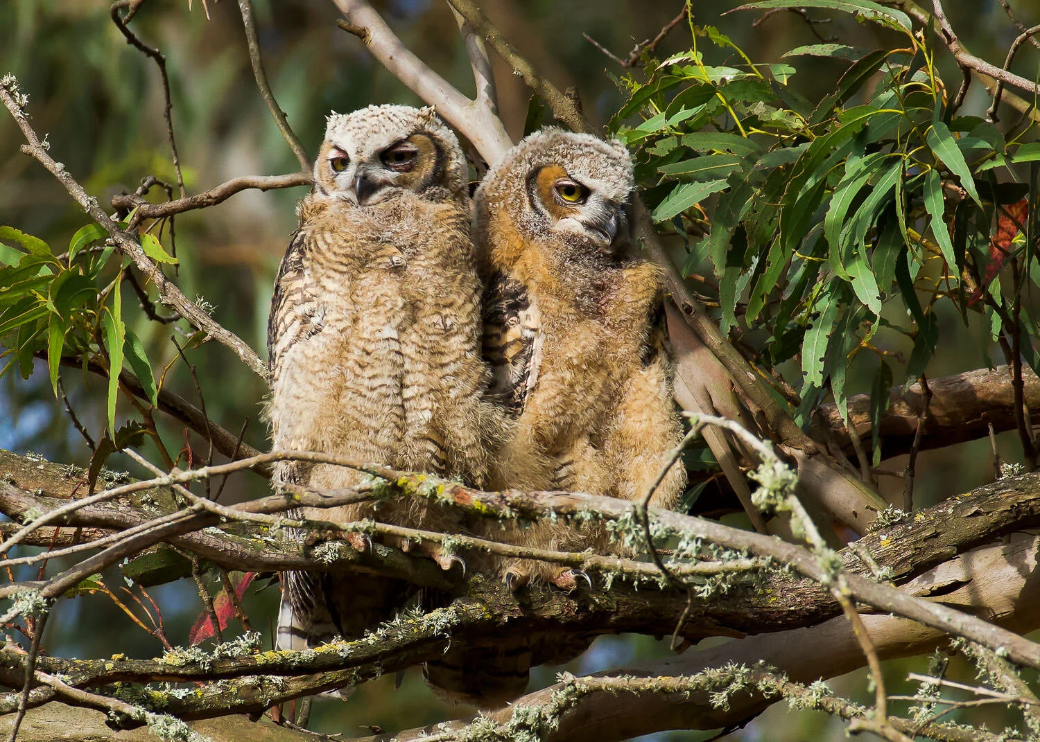 Silver Forest Images-the owlery