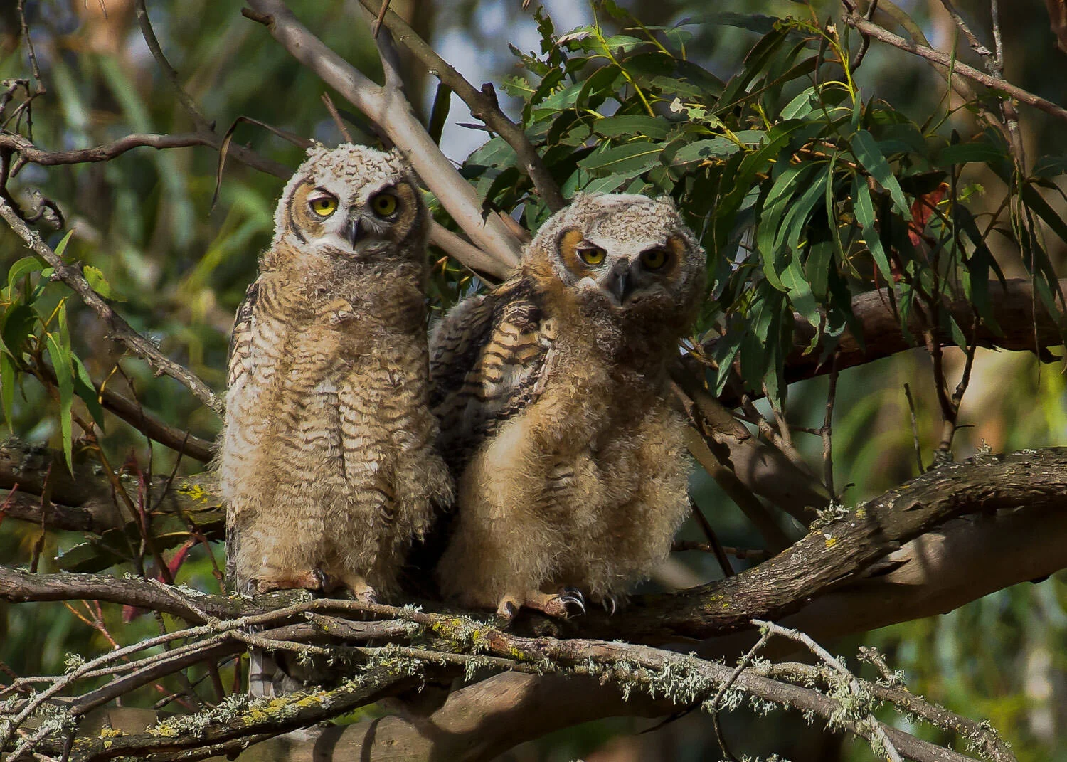 Silver Forest Images-the owlery