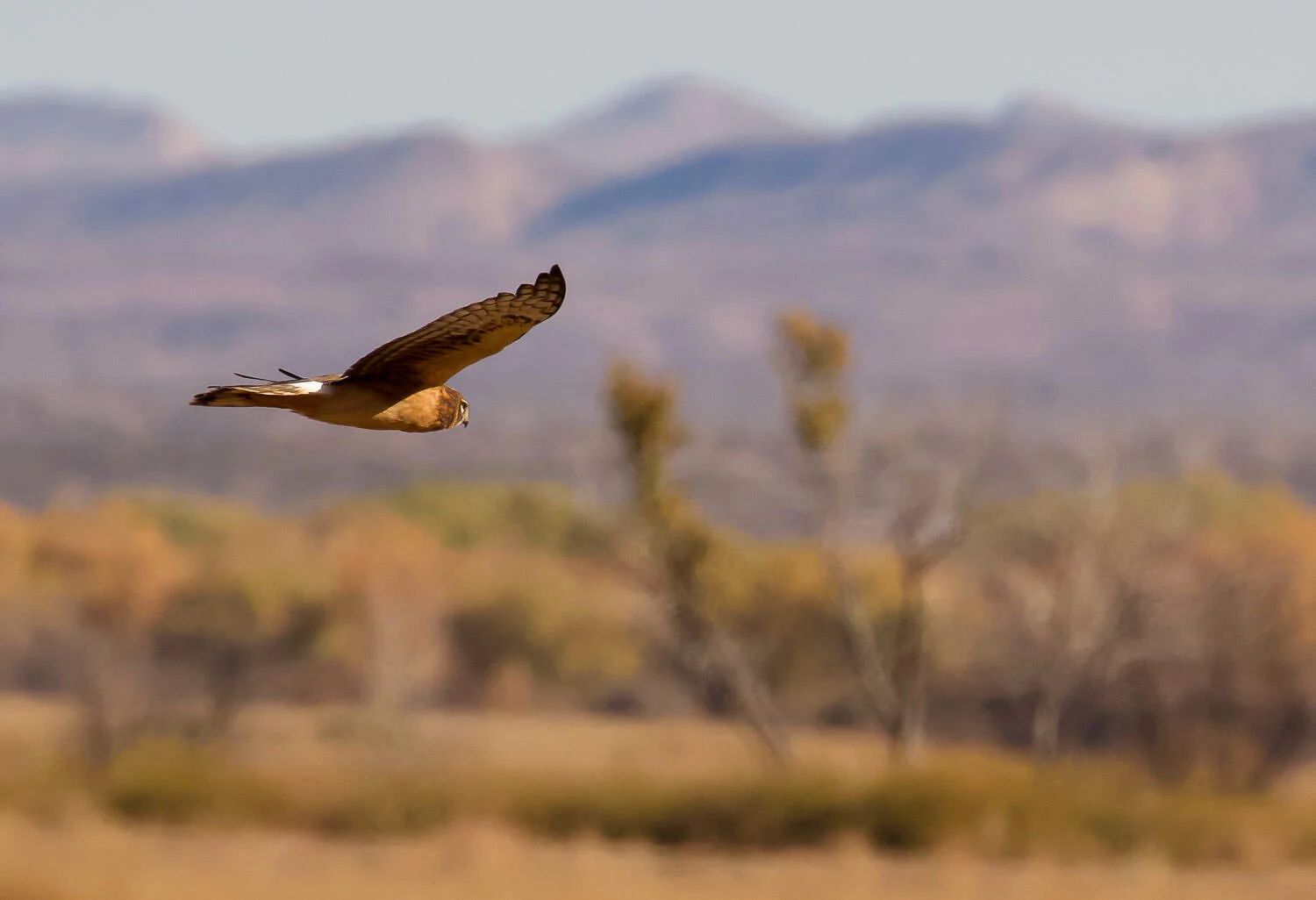 Silver Forest Images-Northern Harriers