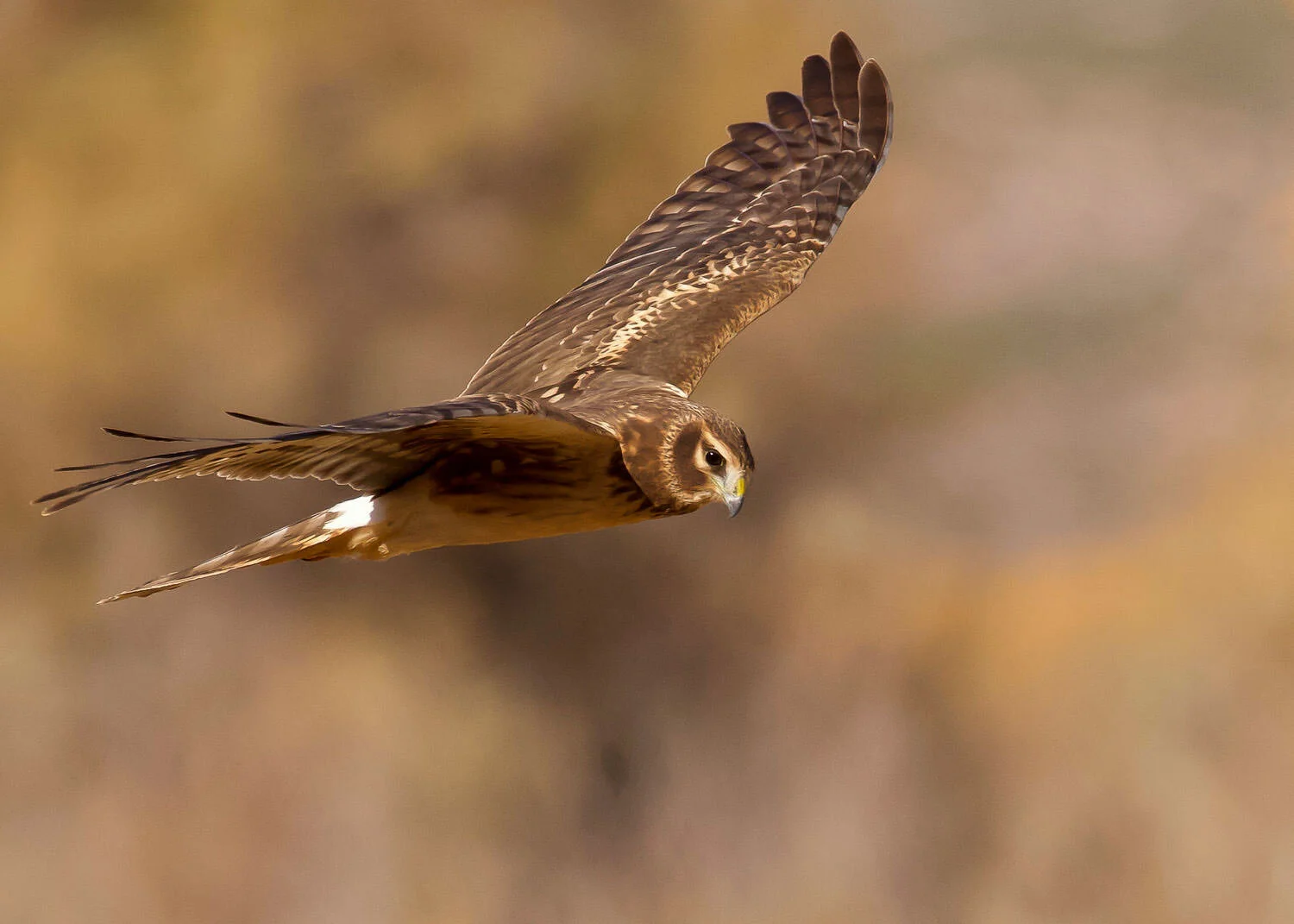 Silver Forest Images-Northern Harriers