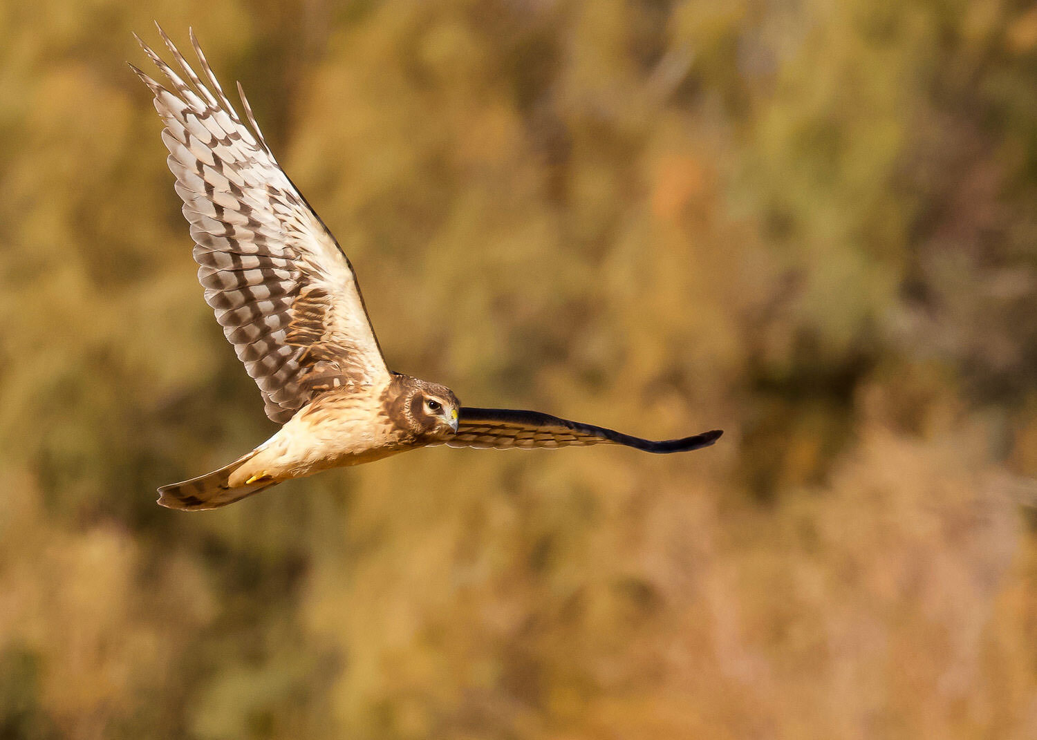 Silver Forest Images-Northern Harriers
