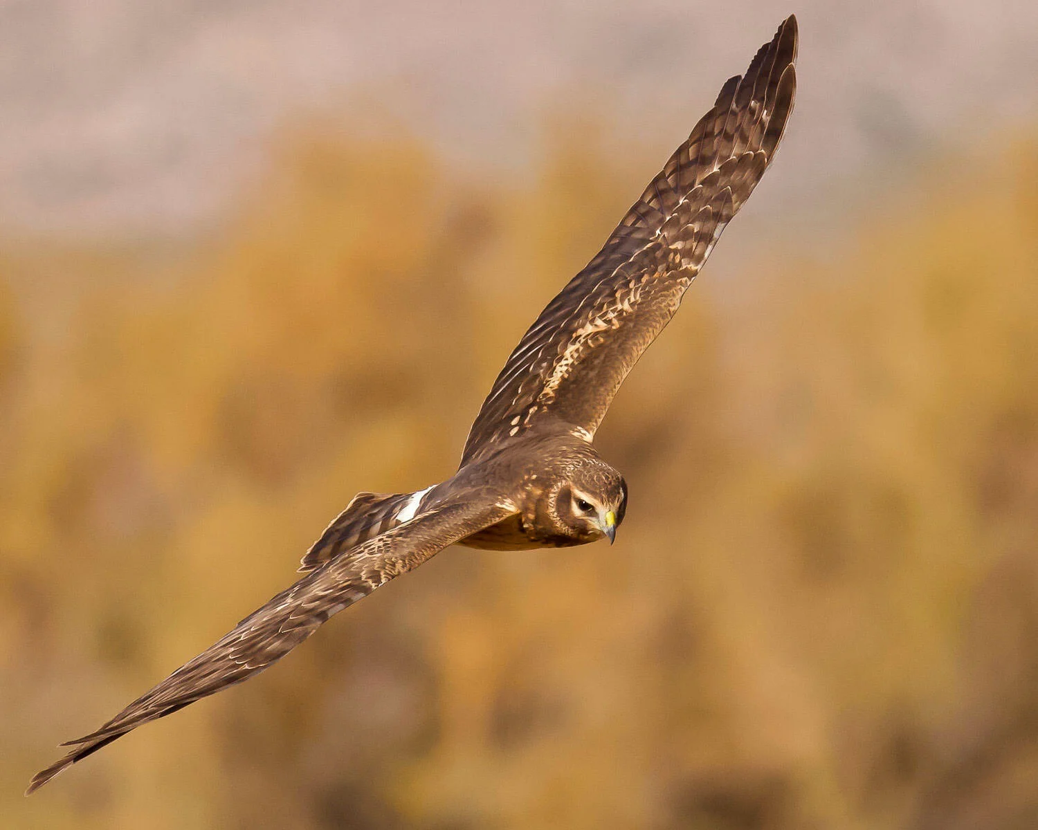 Silver Forest Images-Northern Harriers